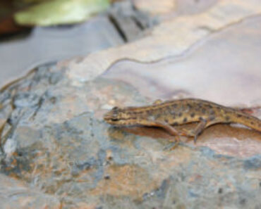 Tritón común - Descubre el mundo animal