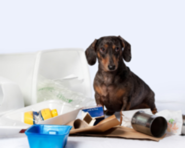 Las mejores reseñas de botes de basura a prueba de perros para 2021 ...