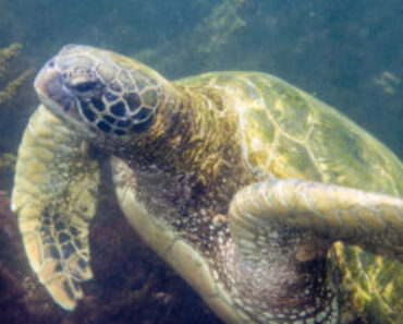 Tortuga Verde de Galápagos - Descubre el mundo animal