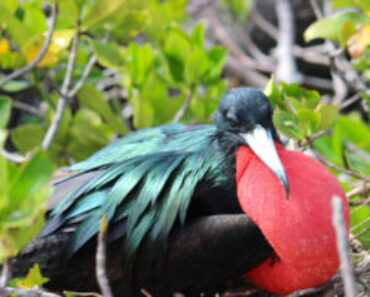 Gran Fragata de Galápagos - Descubre el mundo animal