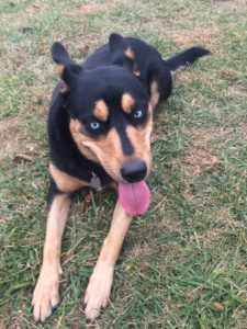 Razas Husky Mix - Guía completa de las mejores cruces Husky - Descubre ...